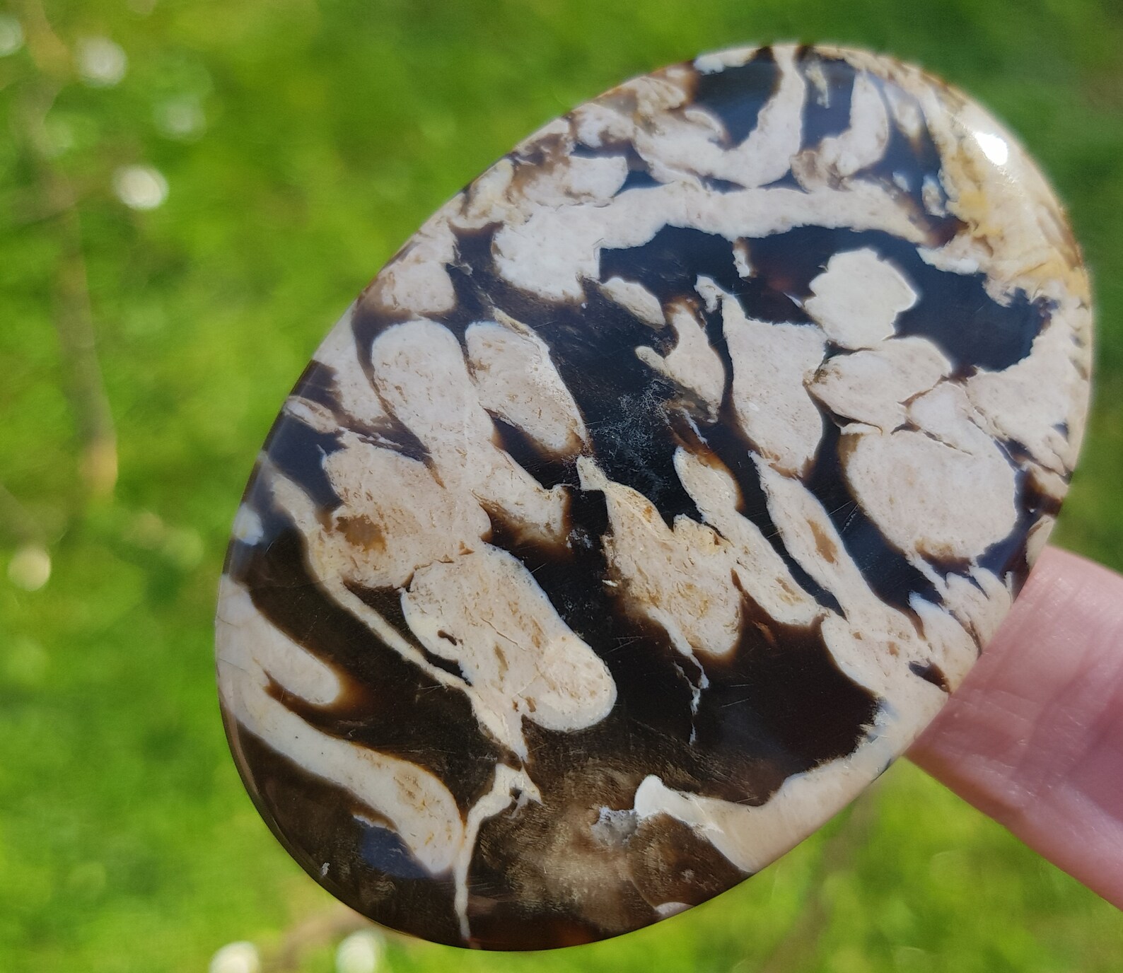 67mm Peanut Wood Jasper Oval Petrified Wood Cabochon 131ct - Etsy