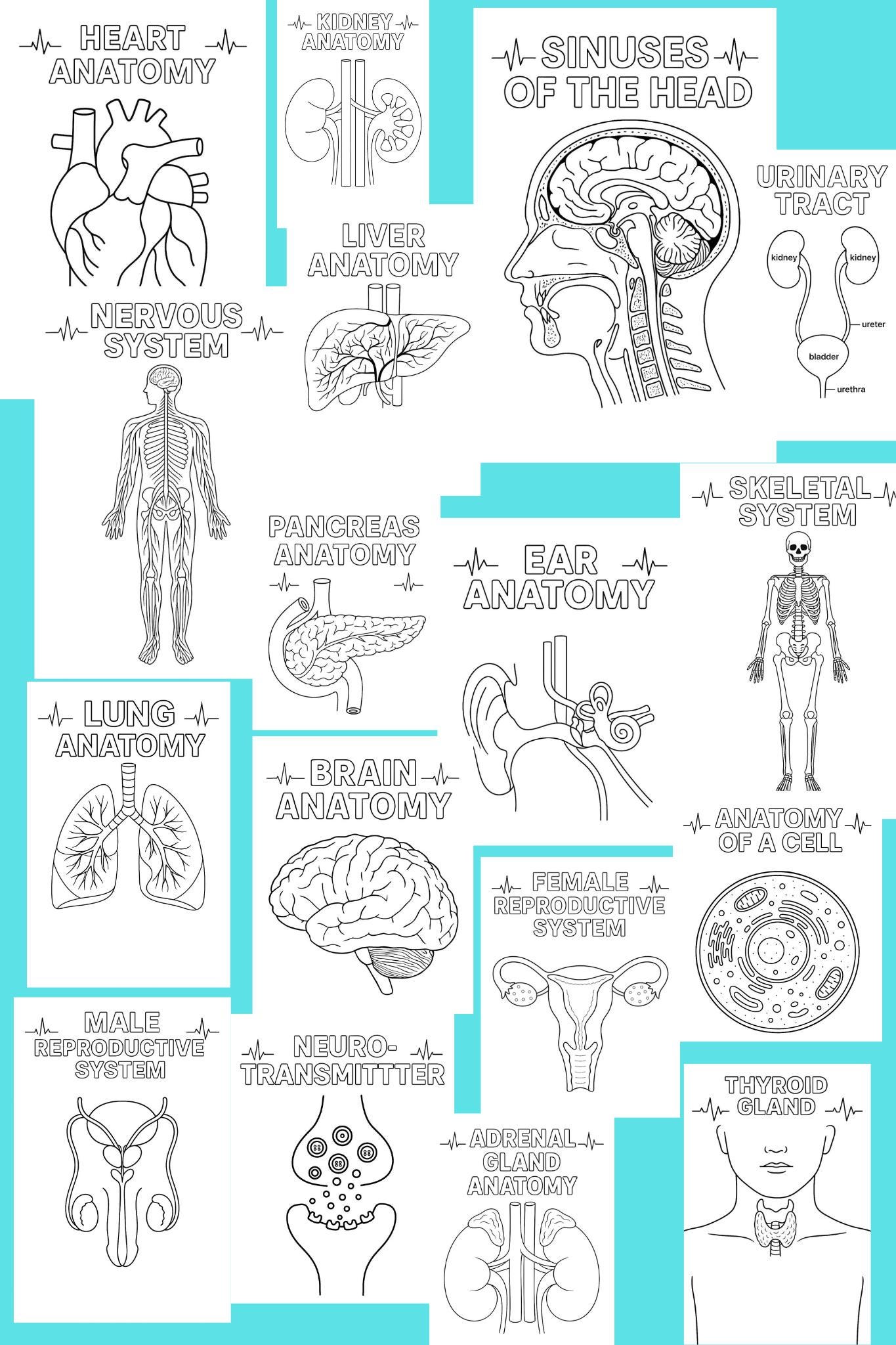 Human Anatomy Coloring Pages: Educational Science Worksheets (PDF ...