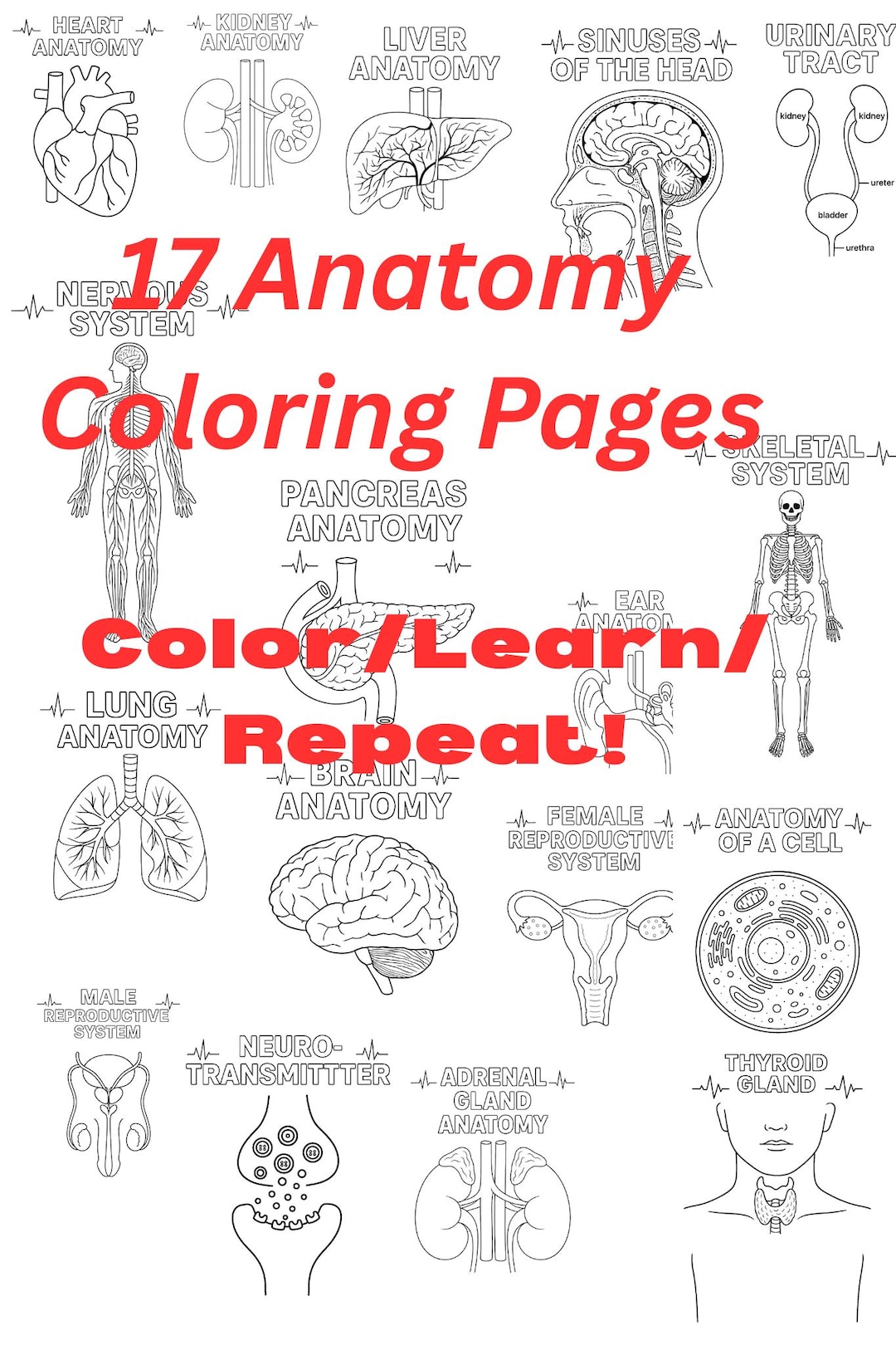 Human Anatomy Coloring Pages: Educational Science Worksheets (PDF ...