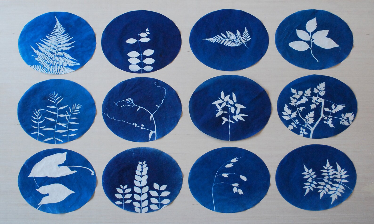 Botanical Art, Original Cyanotype - Etsy
