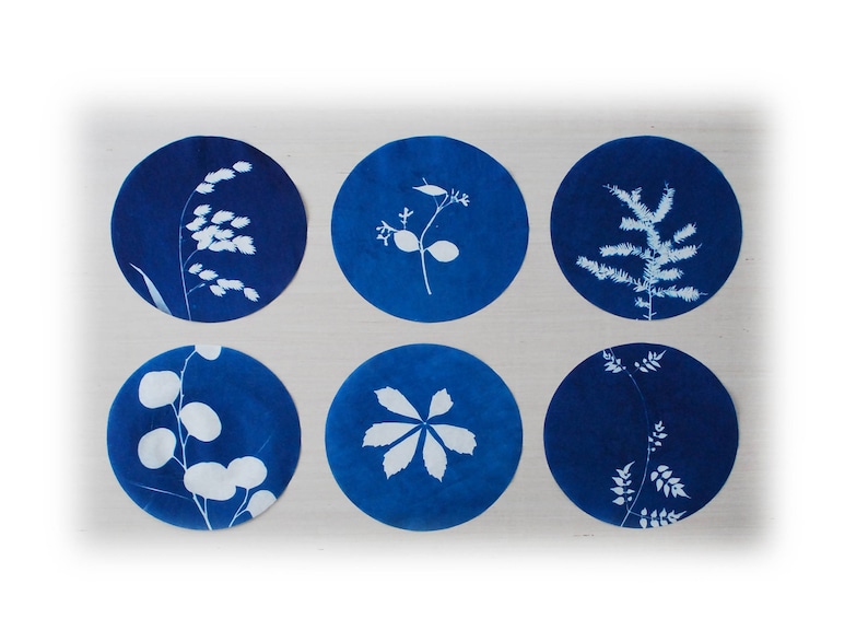 Botanical Art, Original Cyanotypes, Set of Six - Etsy