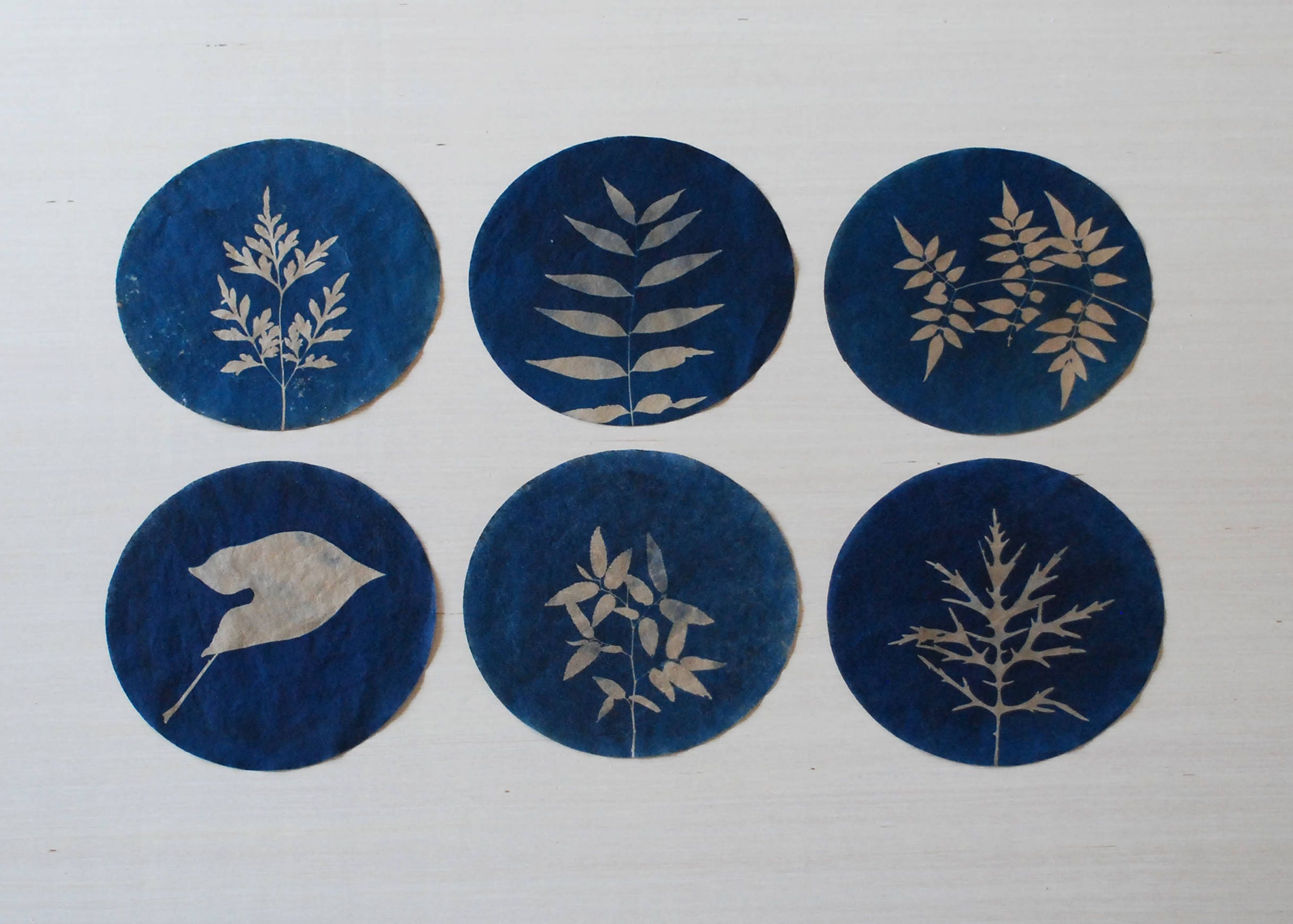 Botanical Art, Original Cyanotypes, Set of Six - Etsy