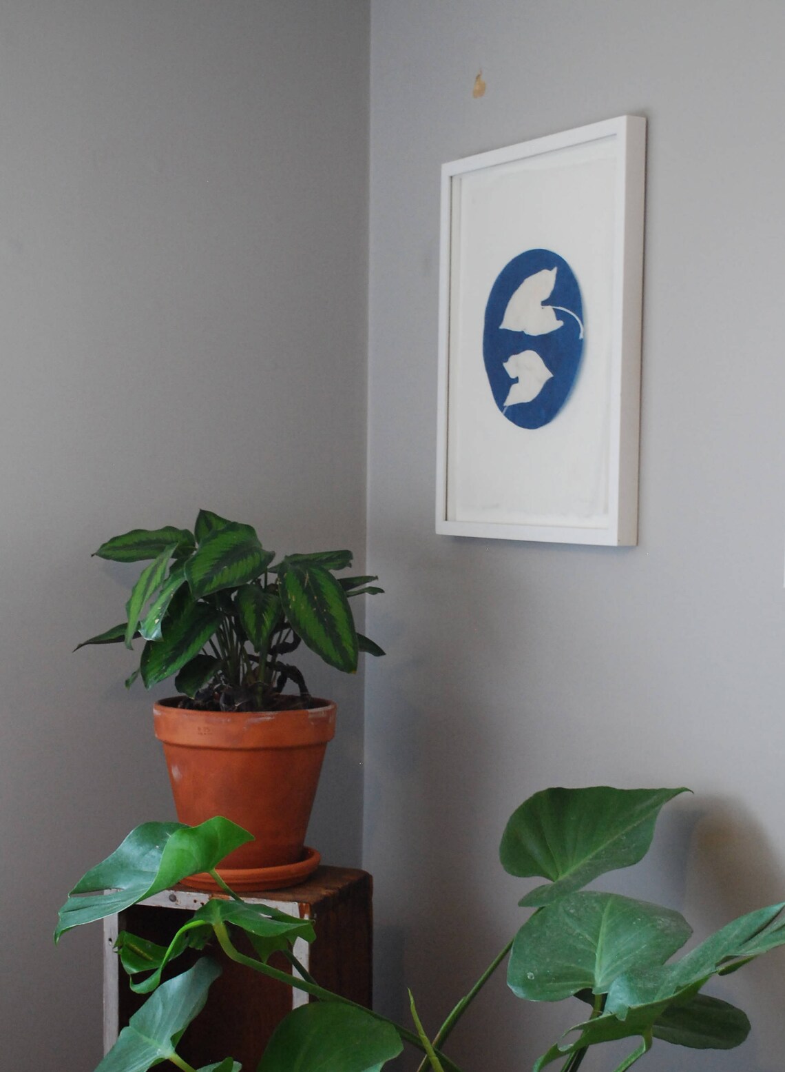 Botanical Art, Original Cyanotype - Etsy