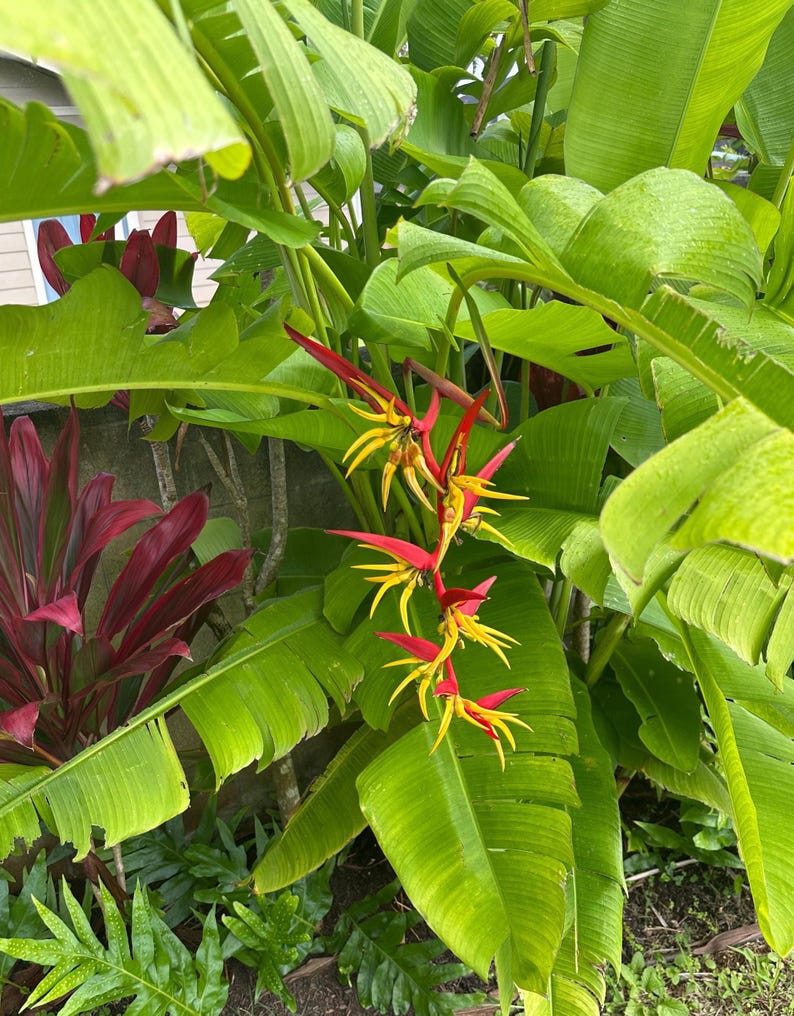 Heliconia ‘bali’ Rhizome – Rare Tropical Hybrid (latispatha × Spissa ...