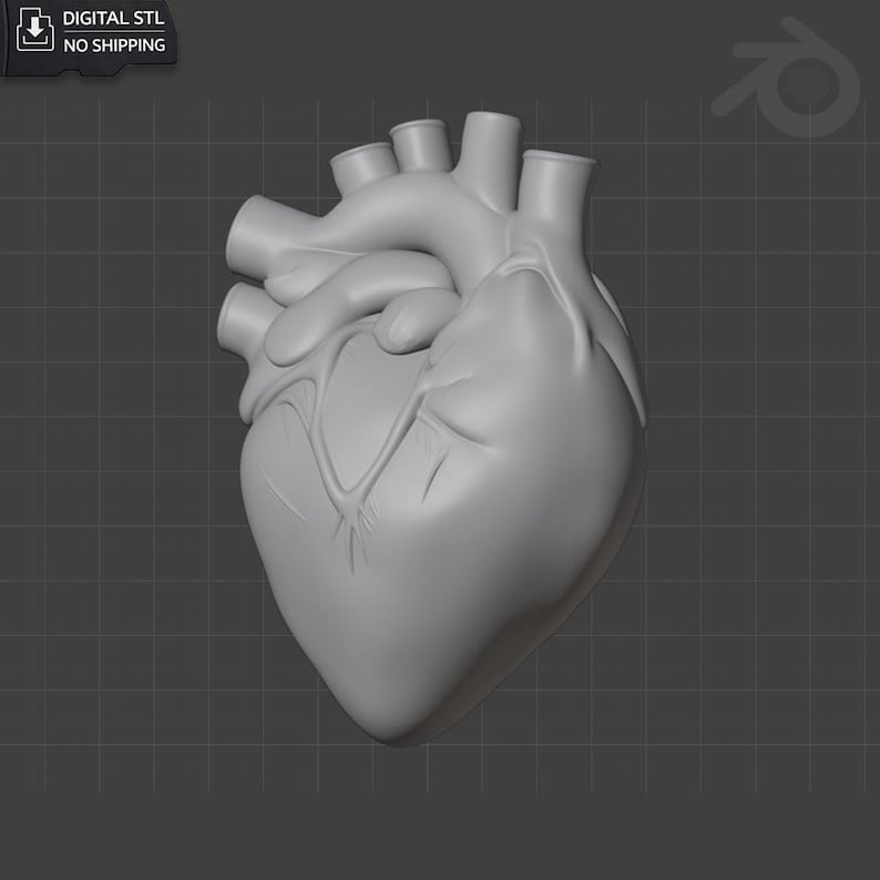 Human Heart Anatomy STL for 3D Printing | Educational School Model ...