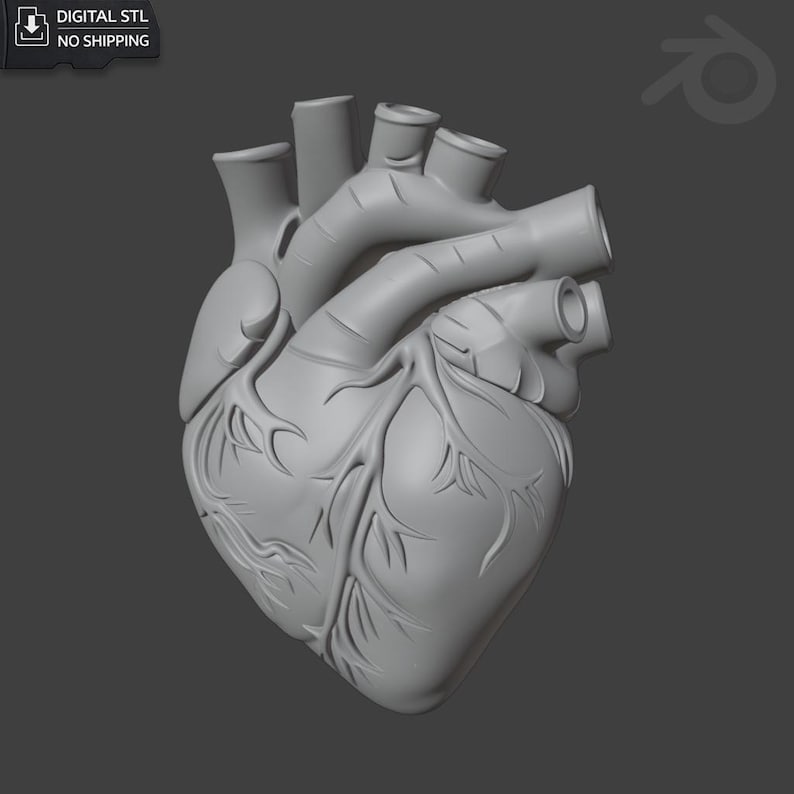 Human Heart Anatomy STL for 3D Printing | Educational School Model ...