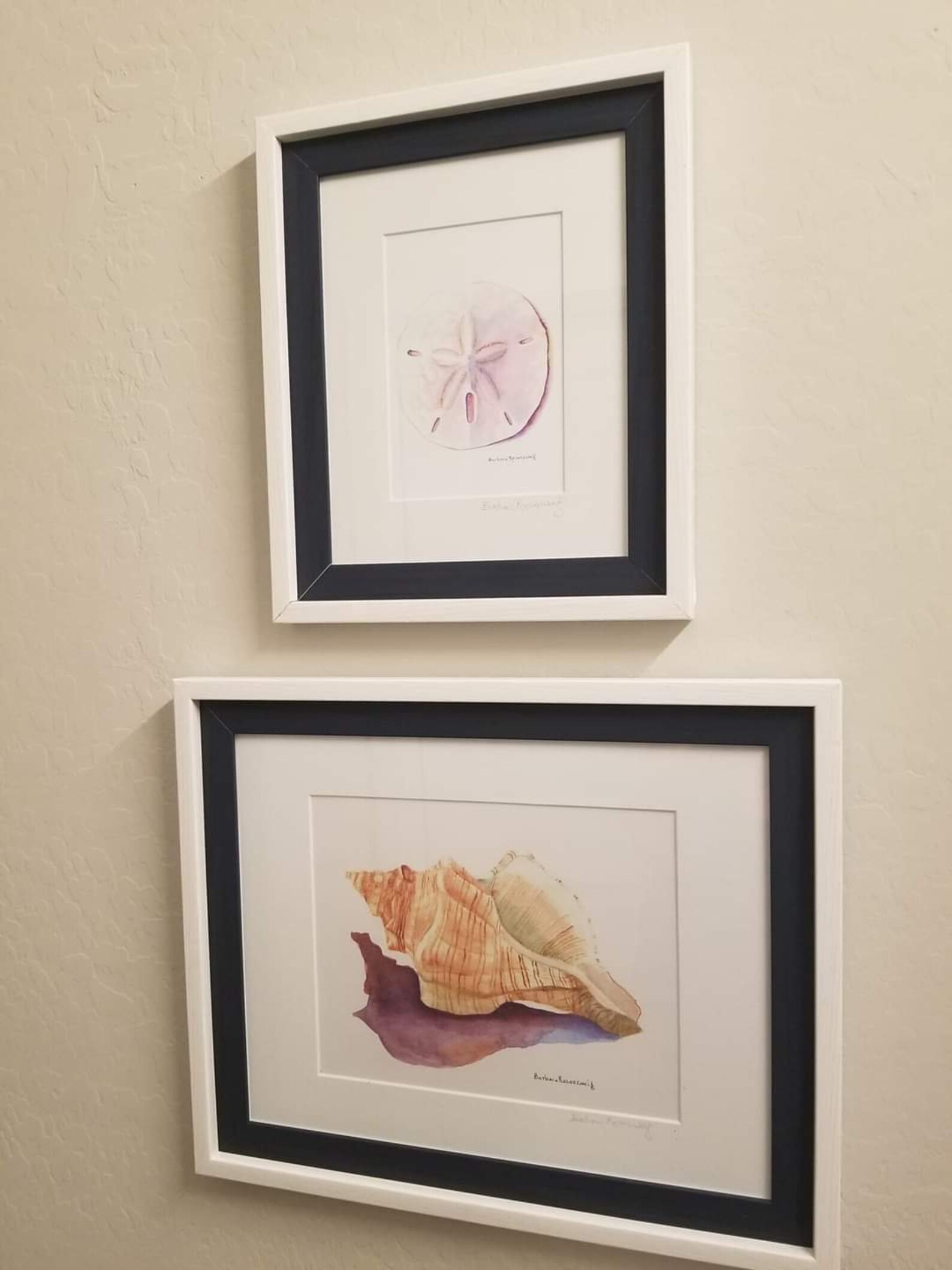 Conch Seashell Watercolor Painting Conch Shell Art Print - Etsy