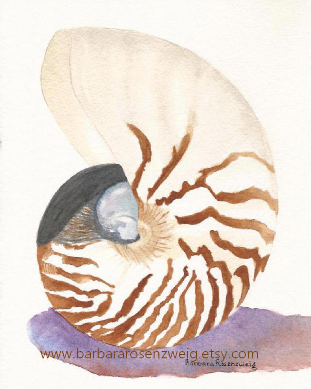 Nautilus Seashell Watercolor Painting, Canvas Art Print, Sea Shell ...