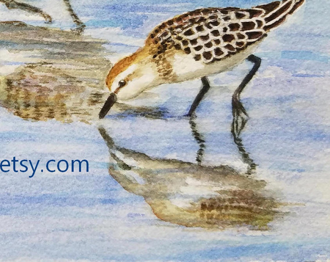 Sandpiper Bird Watercolor Painting Coastal Decor Anna Maria | Etsy