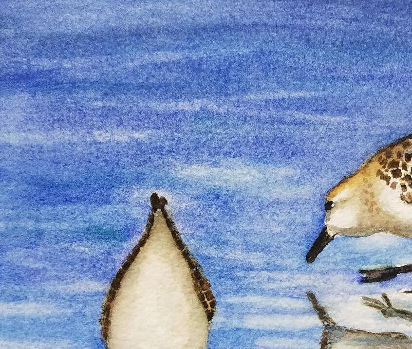 Sandpiper Bird Watercolor Painting Coastal Decor Anna Maria | Etsy
