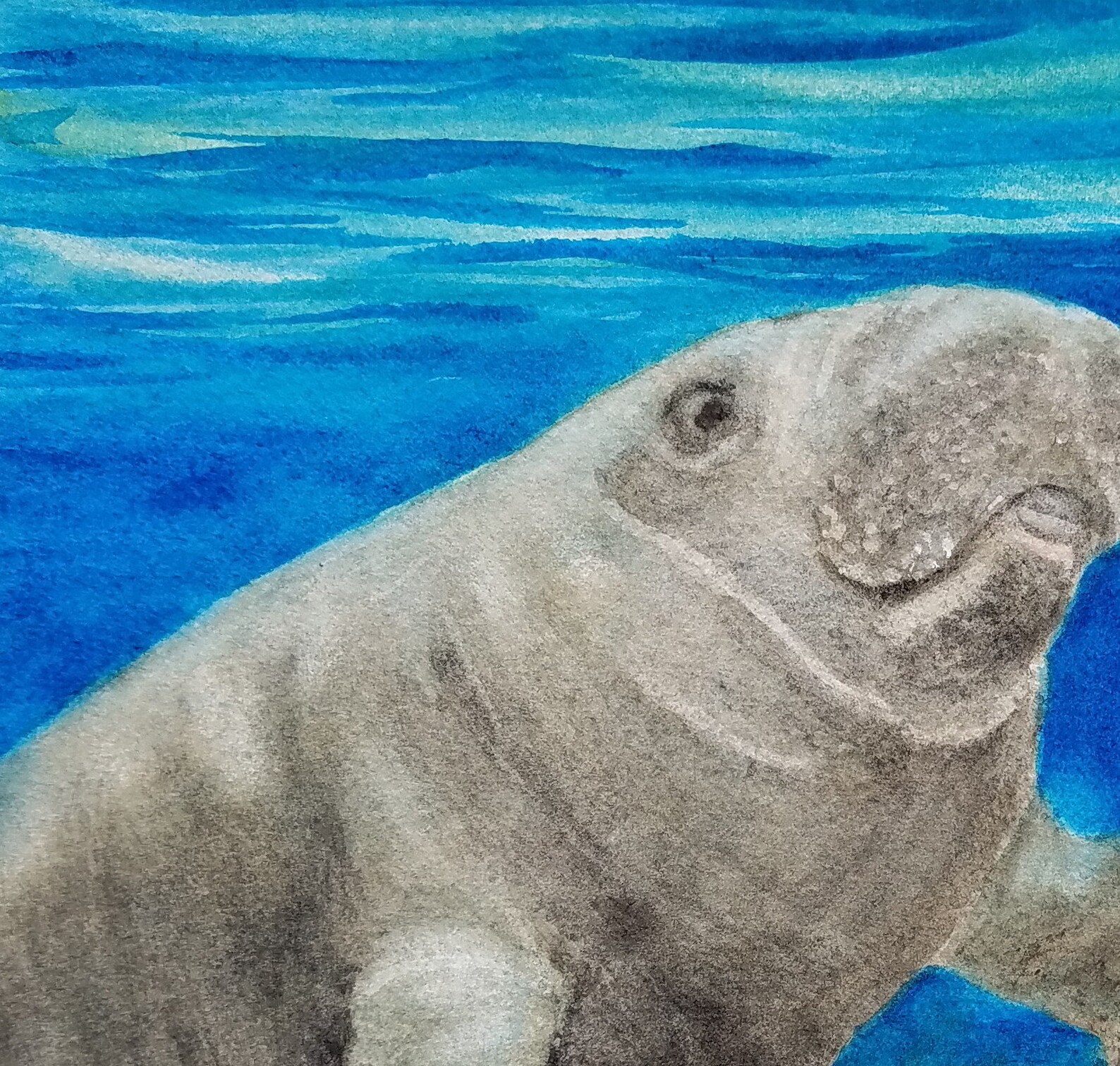 Manatee Watercolor Painting Florida Manatee Sea Cow Art | Etsy