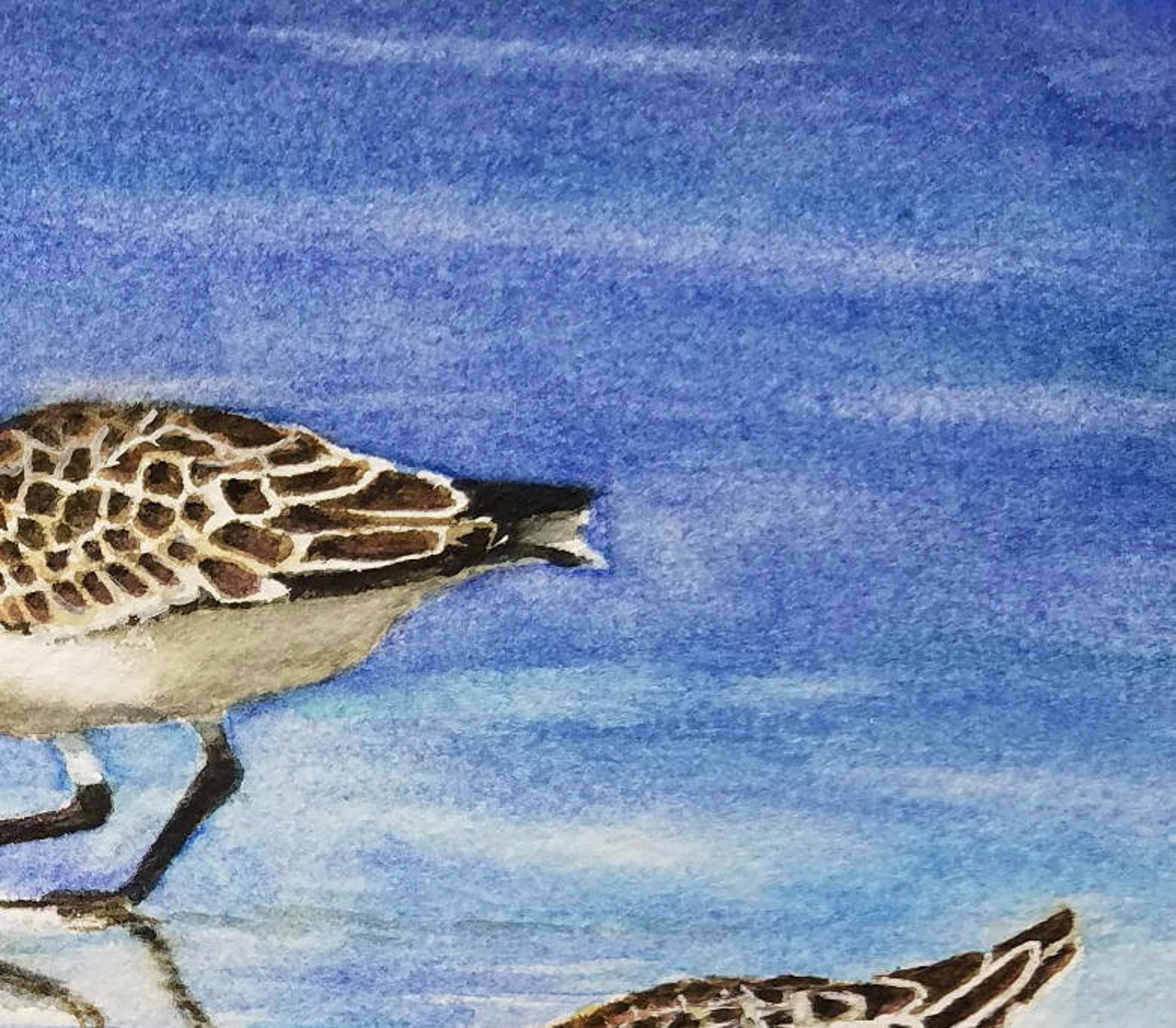 Sandpiper Bird Watercolor Painting Coastal Decor Anna Maria | Etsy