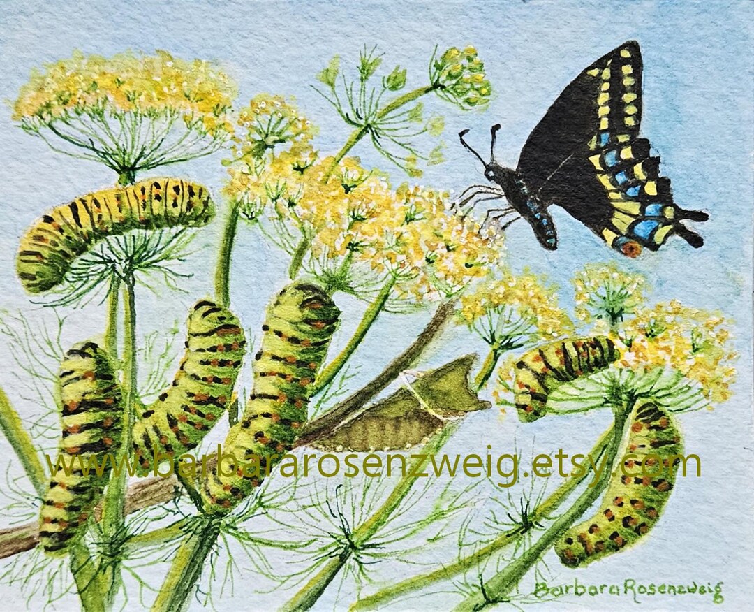 Black Swallowtail Butterfly Watercolor Wall Art, Butterfly Life Story ...