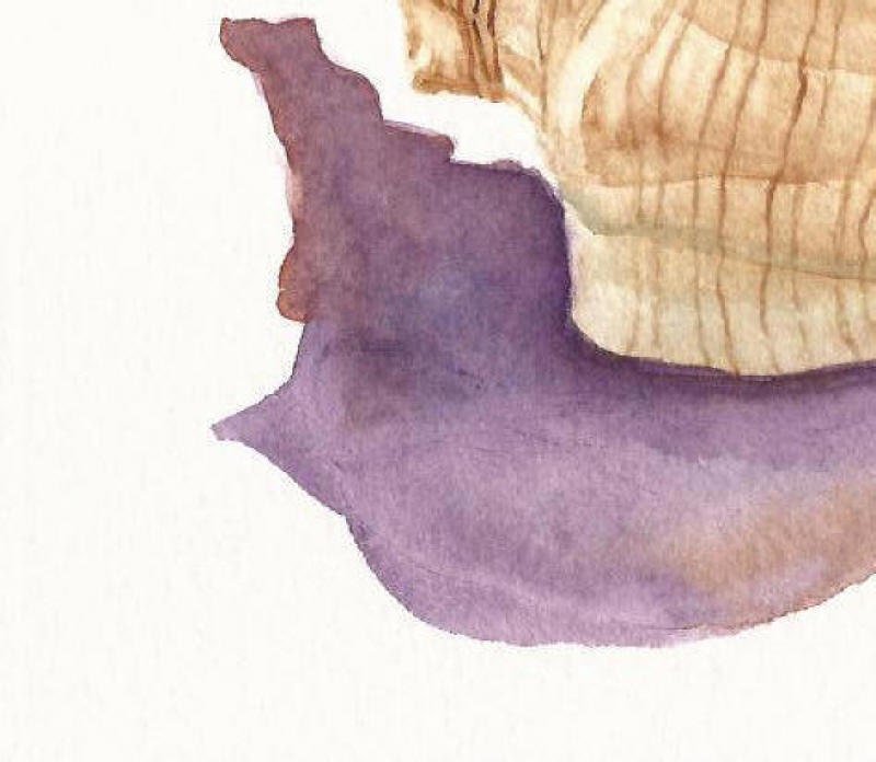 Conch Seashell Watercolor Painting Conch Shell Art Print - Etsy
