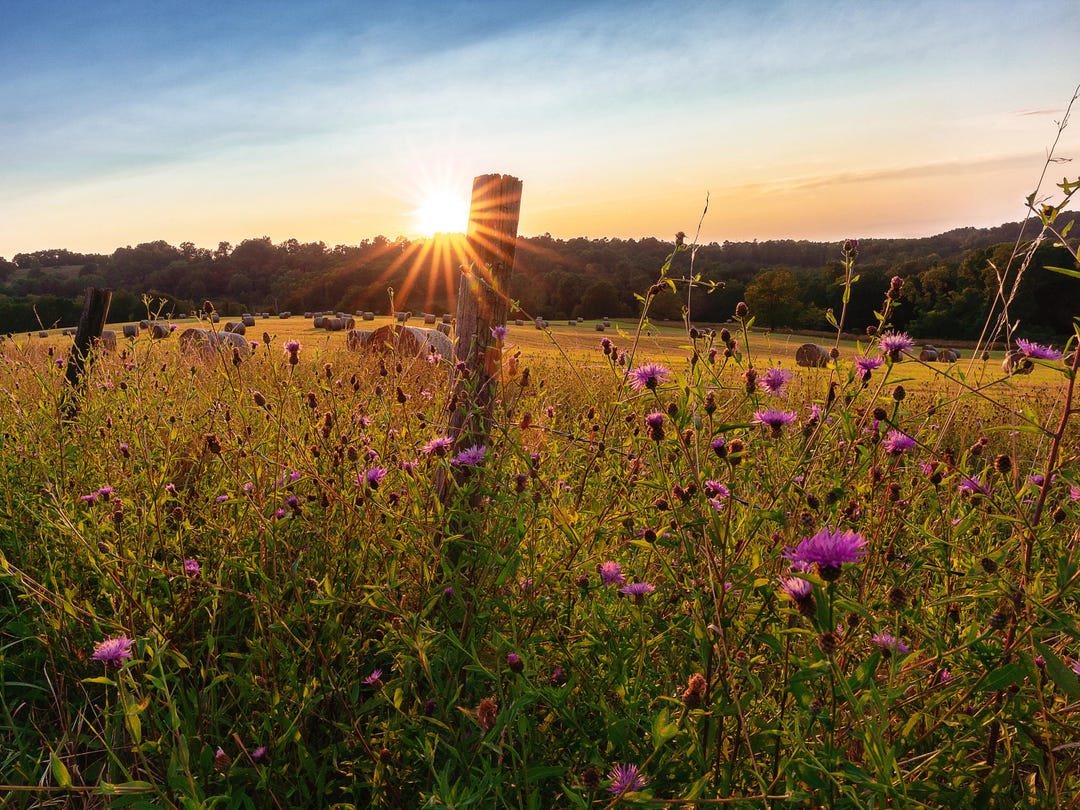 Hudson Valley NY Large Wildflower Photography Print/ Cornwall NY ...