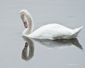 Swan print | Etsy