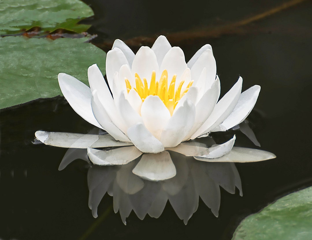 Lotus Flower Art, Lotus Flower Wall Decor, Downloadable Art, - Etsy