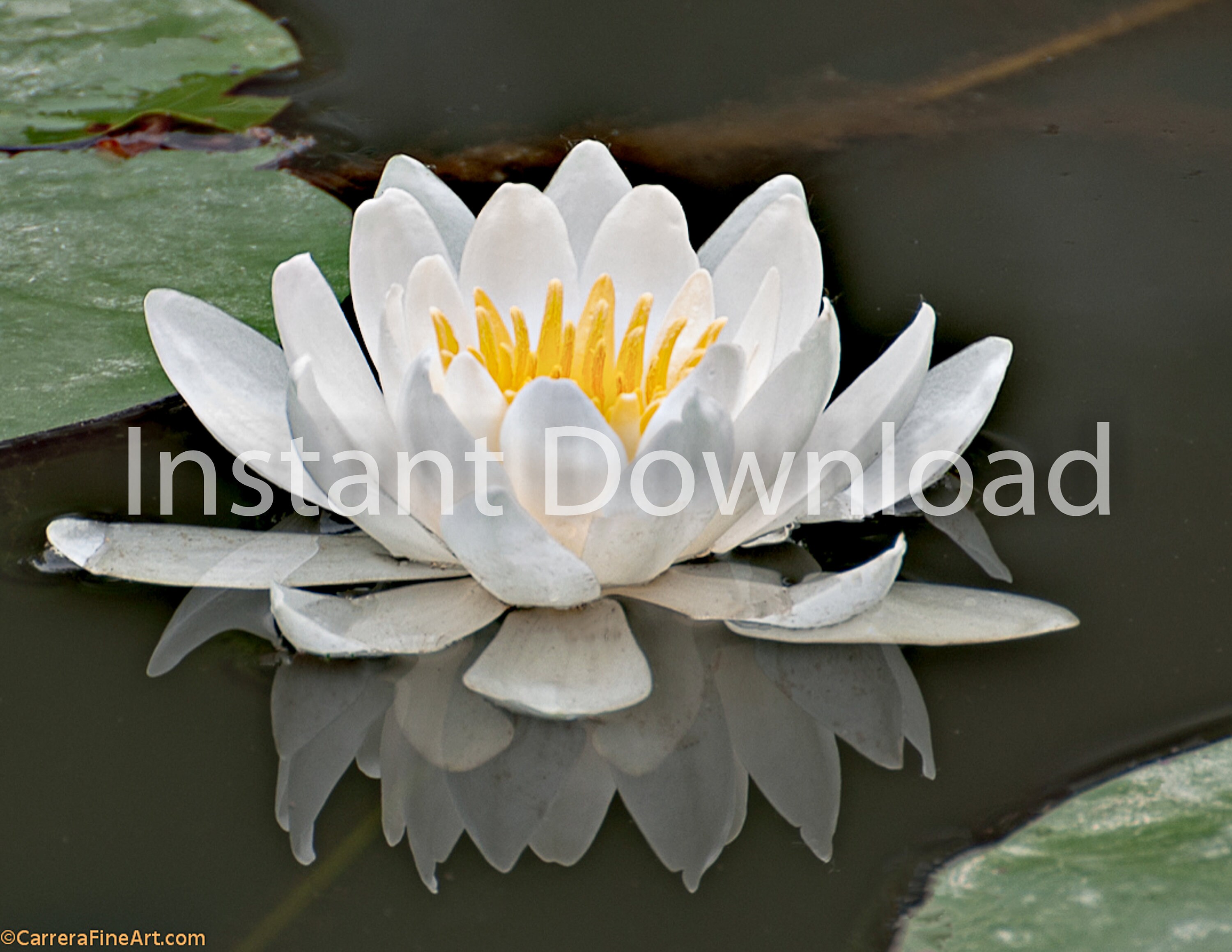 Lotus Flower Art Lotus Flower Wall Decor Downloadable Art | Etsy