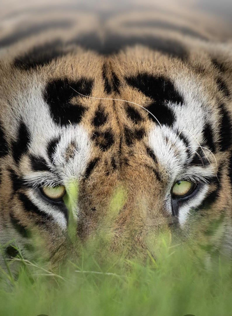 Tiger Eyes, Wildlife Photography, Wall Art, Digital Print 67 MB File - Etsy