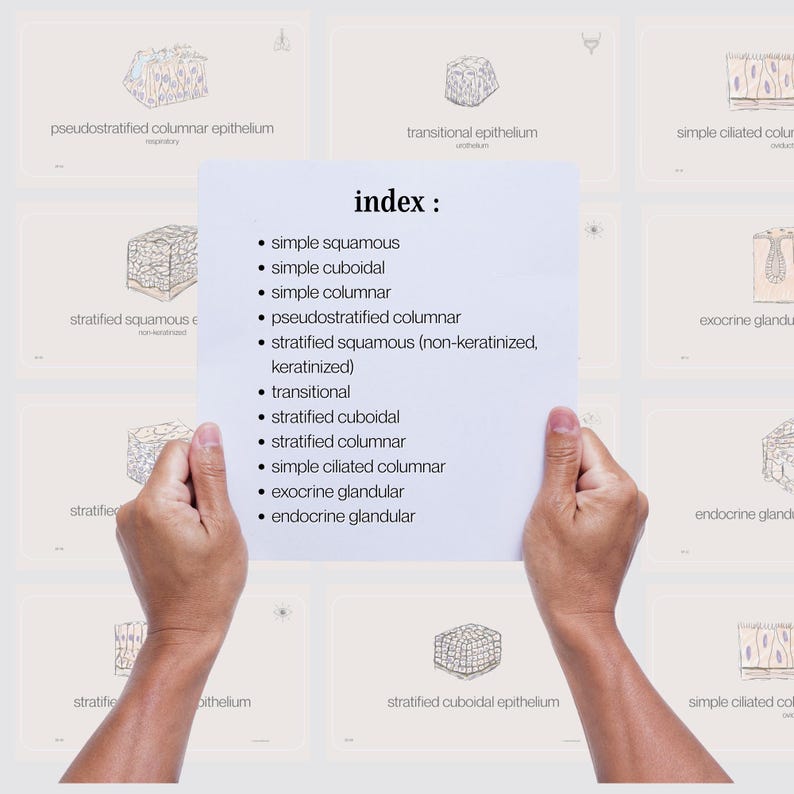 High-yield Histology Flashcards: Epithelium PDF & PNG Study Cards (12 ...
