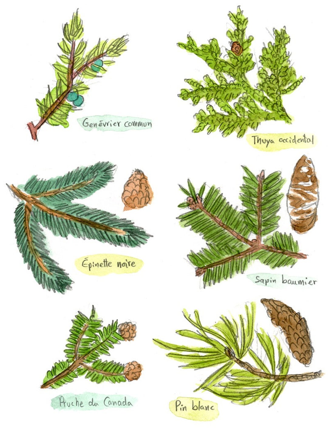 Carte De Noël Conifères Du Québec - Etsy