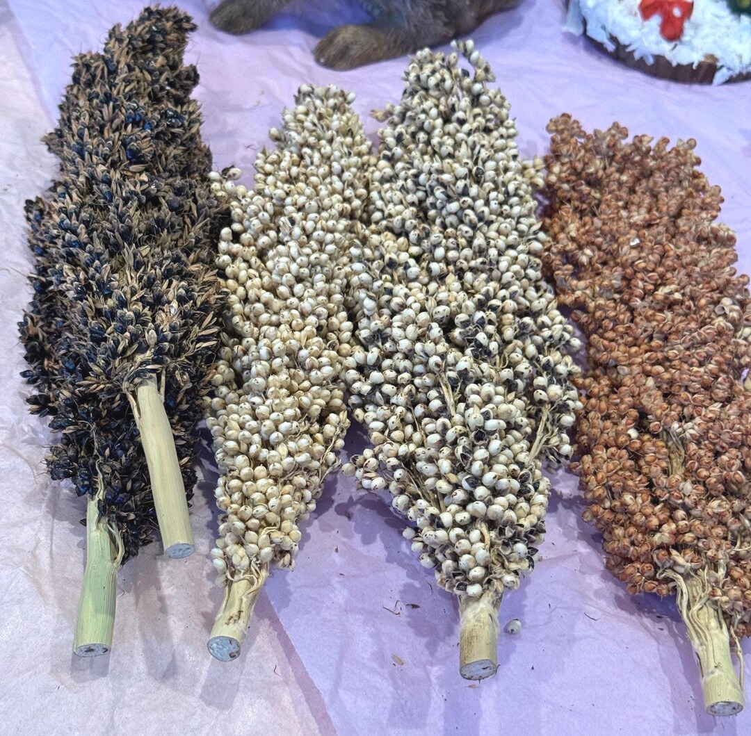 Natural Sorghum Sprays, Hamster Forage, Small Pet & Bird Treats - Etsy