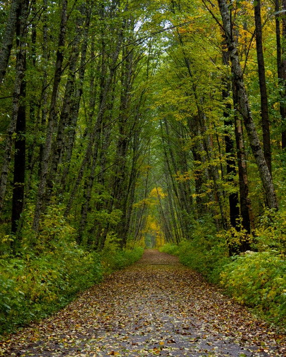 Items similar to Fine Art Photography Prints, Forest Photo Art Print, 8 ...