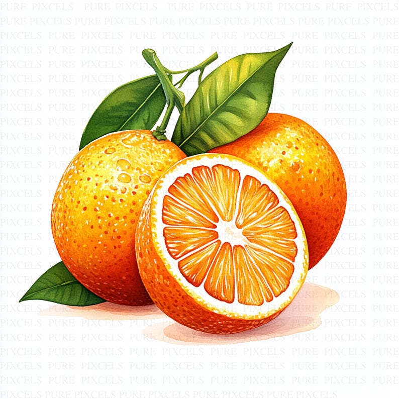 Watercolor Orange Clipart | 10 High Quality Jpg's | Digital Download ...