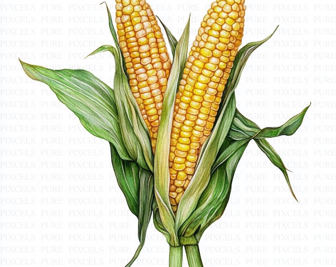 10 Corn on the Cob Clipart Bundle, PNG & JPG, Printable Patchwork ...