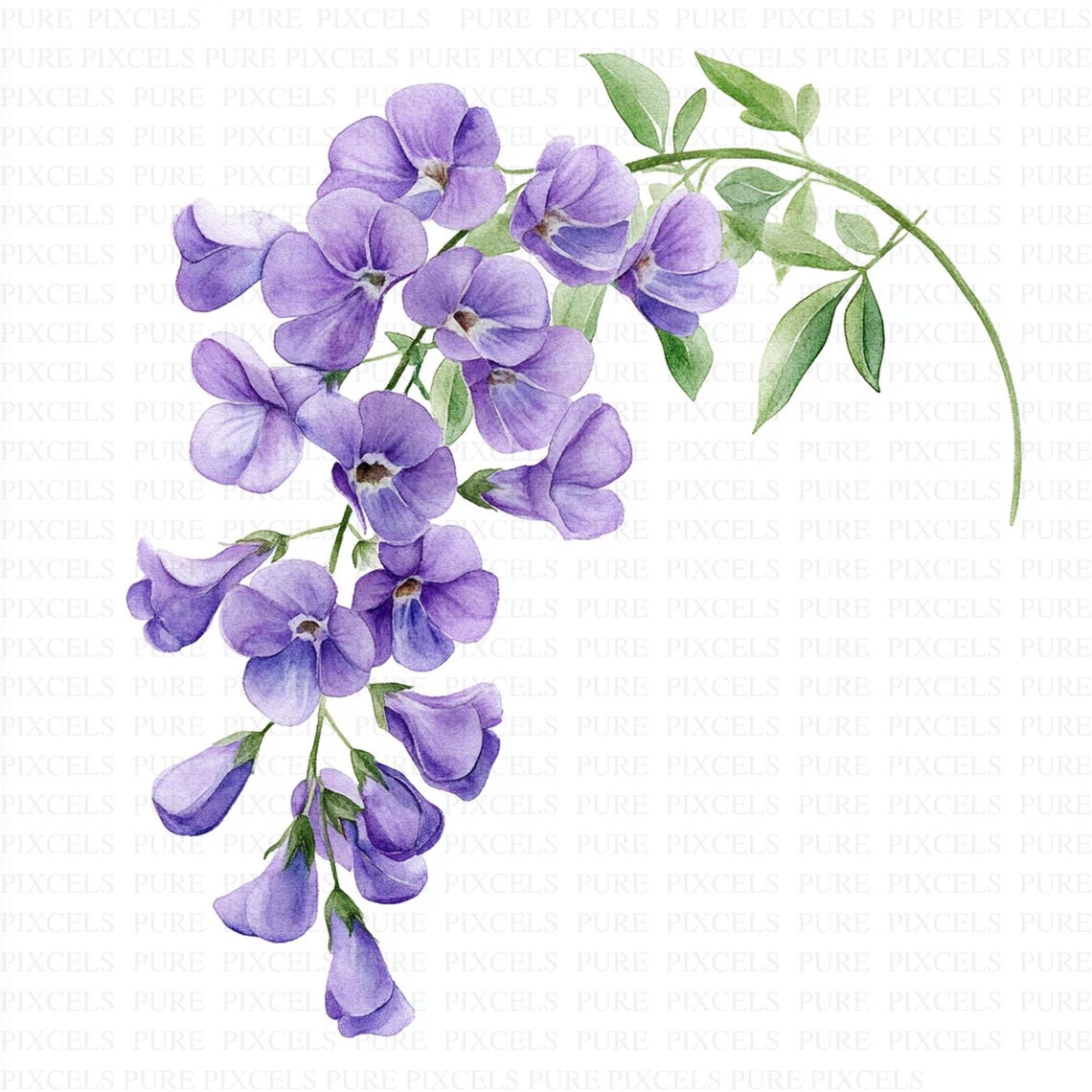 Watercolor Wisteria Clipart | 5 Jpg's | Digital Download | Botanical ...