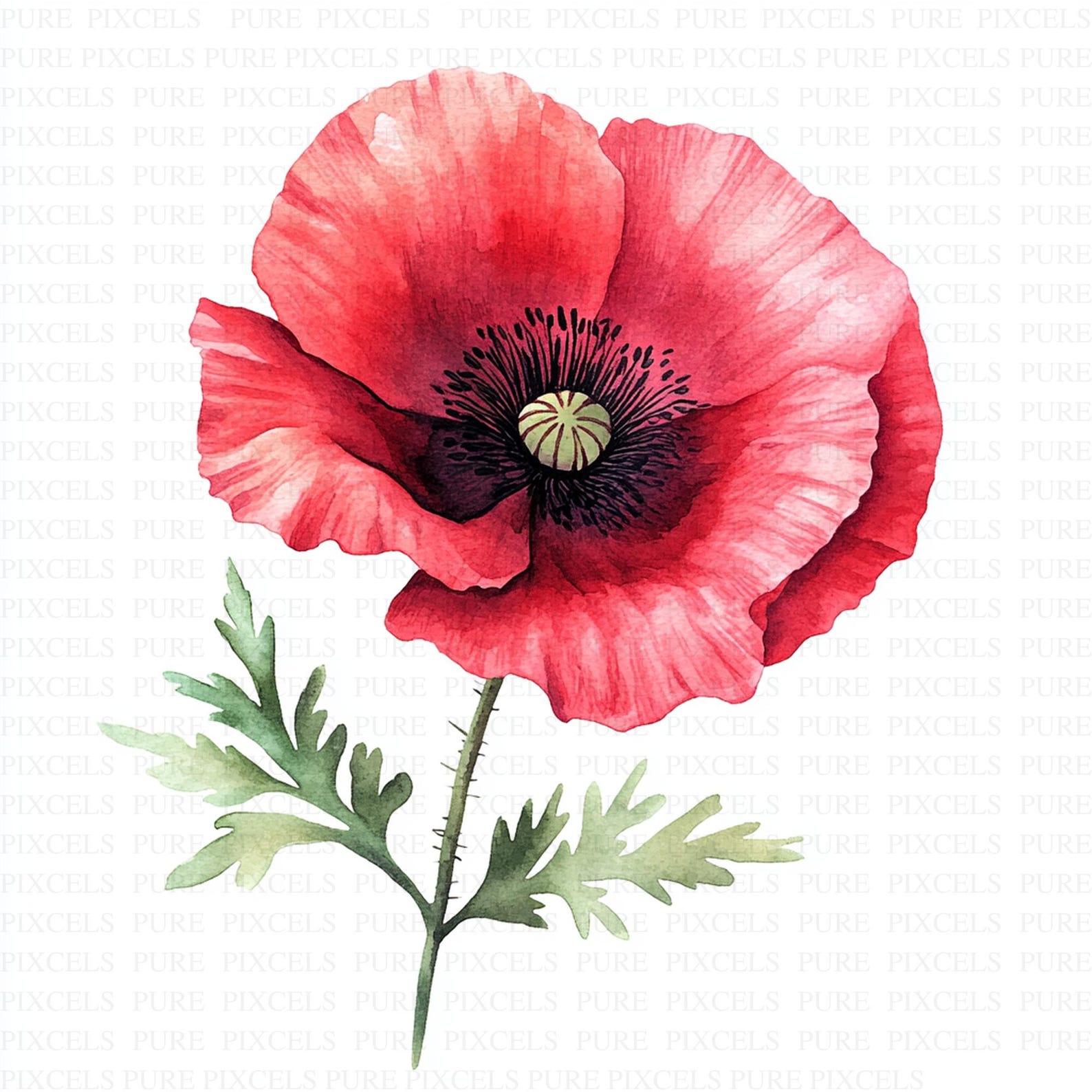 Watercolor Red Poppy Flower Clipart | 5 Jpeg's | Digital Download ...