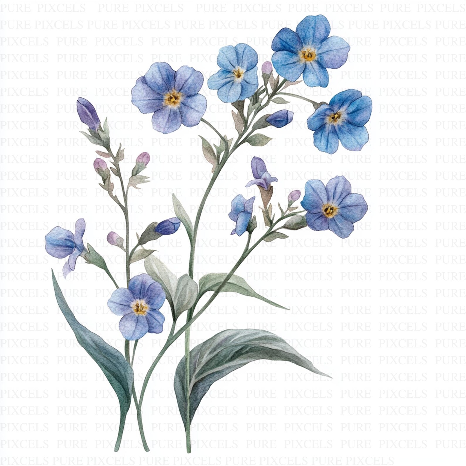 Watercolor Forget-me-not Clipart | 5 Jpeg's | Digital Download ...