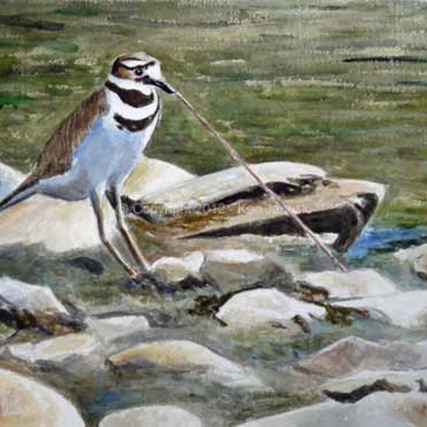 Watercolor Killdeer - Etsy