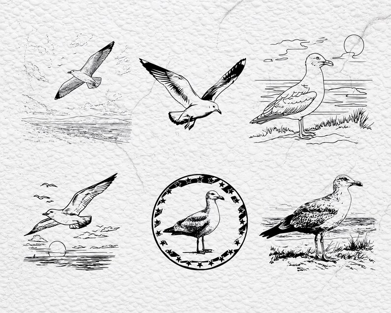 Seagull SVG PNG Bundle: Coastal Bird Clipart, Cricut Cut File (digital ...
