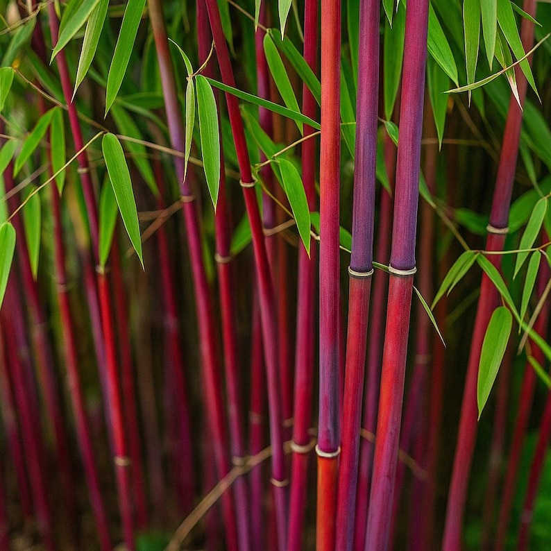 50 Siergras Bamboo Seeds - Clumping Bamboo, Privacy Screen, Fast ...