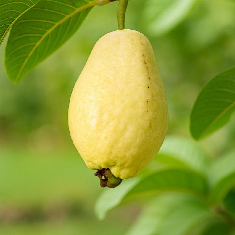 50 Egyptian Yellow Guava Seeds, Rare Exotic Tropical Fruit, Garden ...