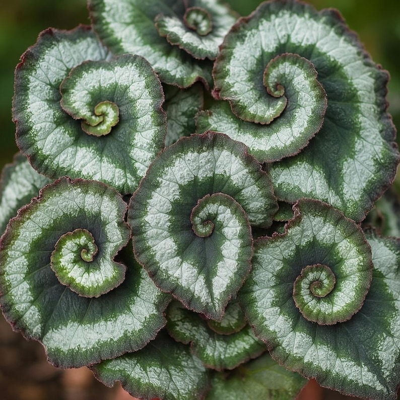 25 Escargot Begonia Seeds – Rare Spiral Leaf Begonia, Exotic Indoor ...