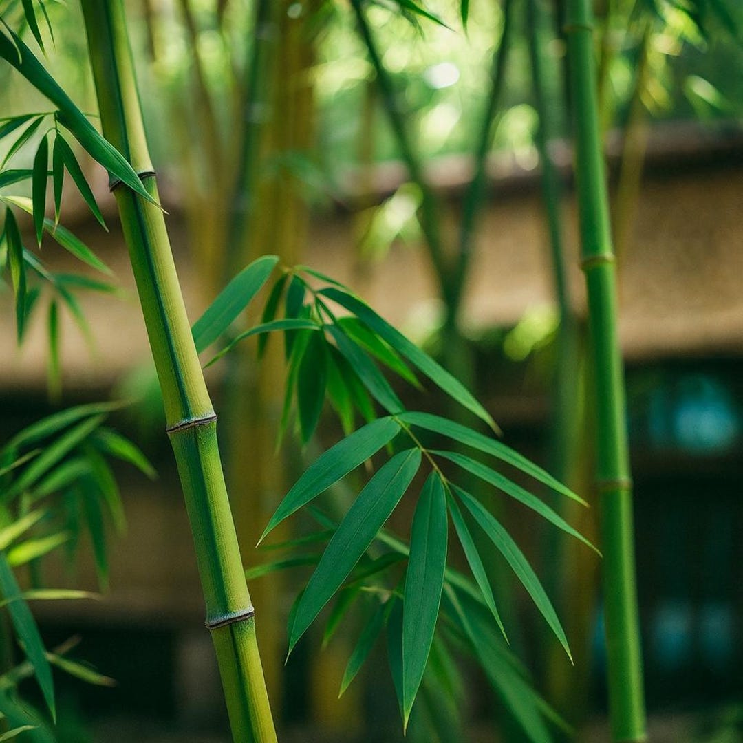 50 Colorful Clump Bamboo Seeds - Rare Clumping Bamboo, Fast Privacy ...
