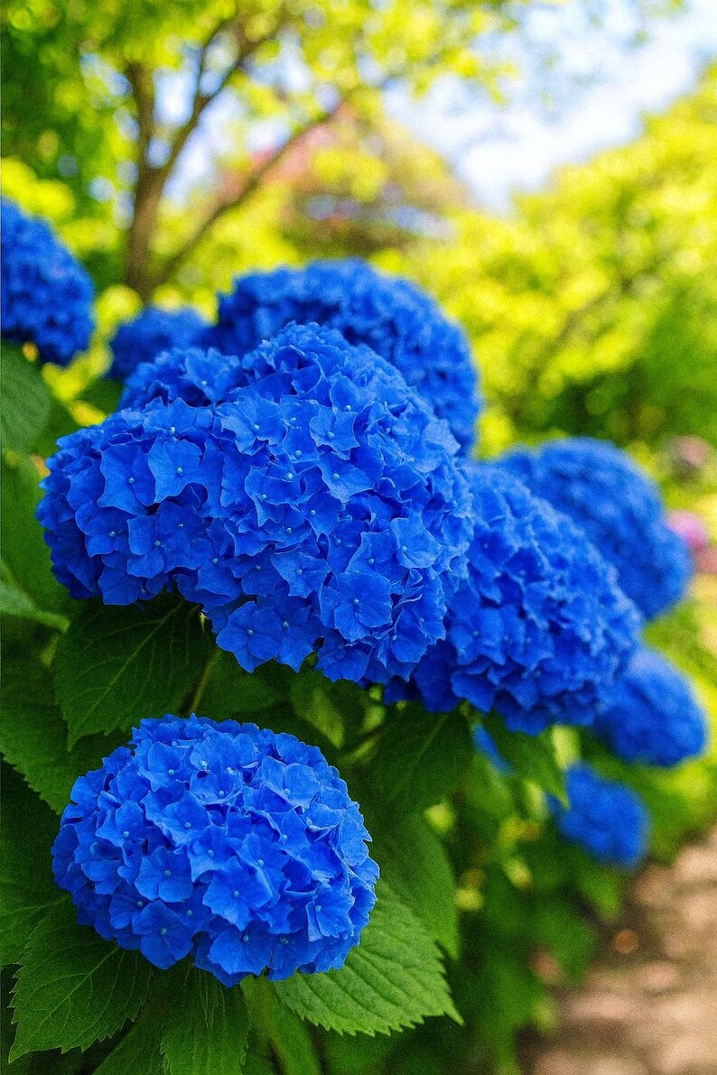 20 Deep Blue Hydrangea Seeds – Rare Exotic Flower Bush, Perennial ...