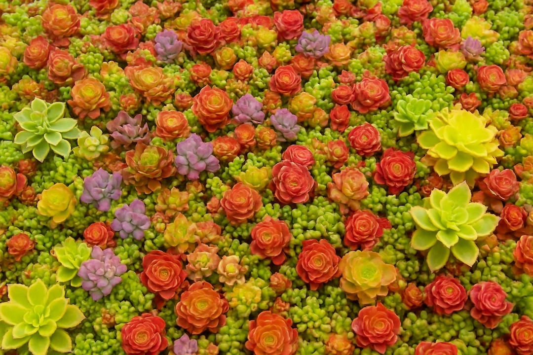 100 Mixed Sedum Seeds | Stonecrop Succulent Groundcover | Drought ...