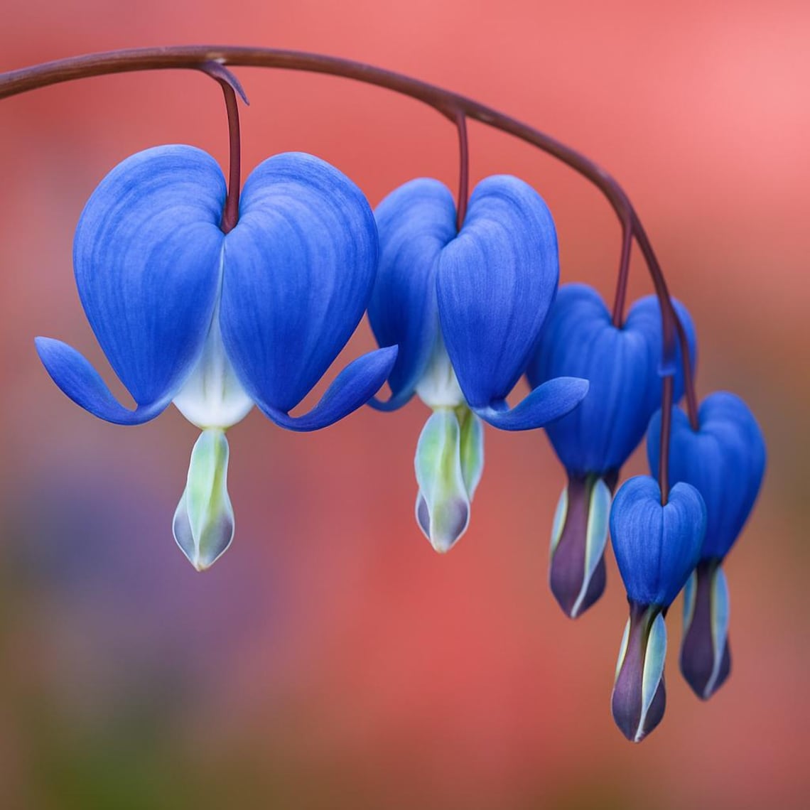 25 Light Blue Bleeding Heart Seeds - Dicentra Spectabilis, Shade Flower ...