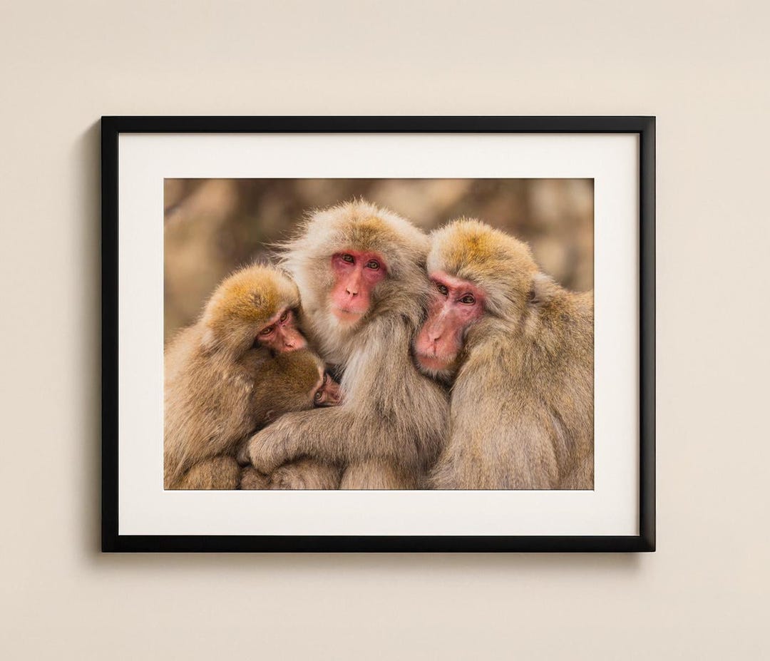 Japanese Snow Monkeys Wall Art Print, Wildlife Photography, Animal ...