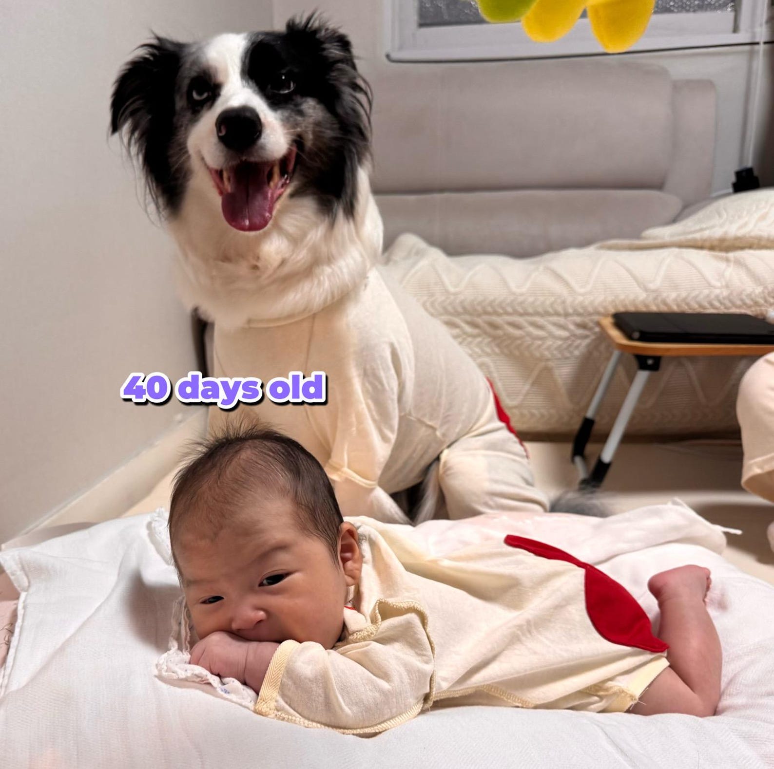 Baby & Dog Matching Outfit PDF Pattern - Newborn Bodysuit + Dog Jumsuit ...