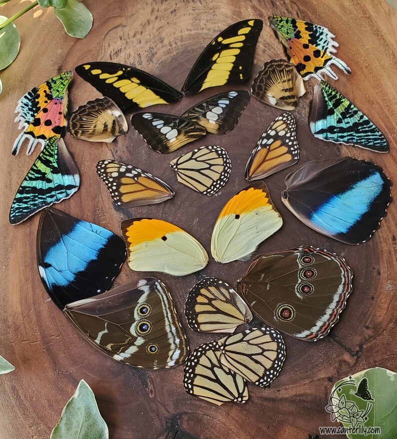 Real Monarch Wing Necklace Sterling Silver Leather Chain - Etsy