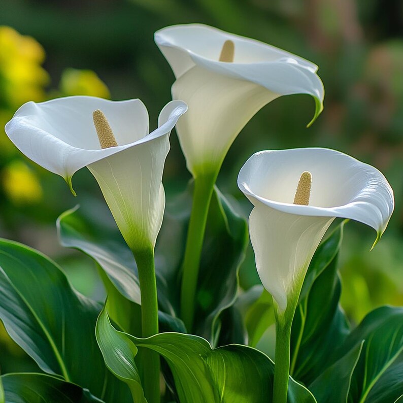 White Calla Lily Bulbs, Elegant Wedding Flower, Rare Perennial Garden ...