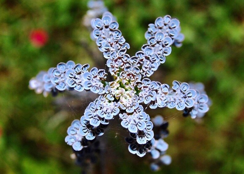 25 Dark Blue Kalanchoe Seeds • Rare Succulent Flower • Indoor/outdoor ...
