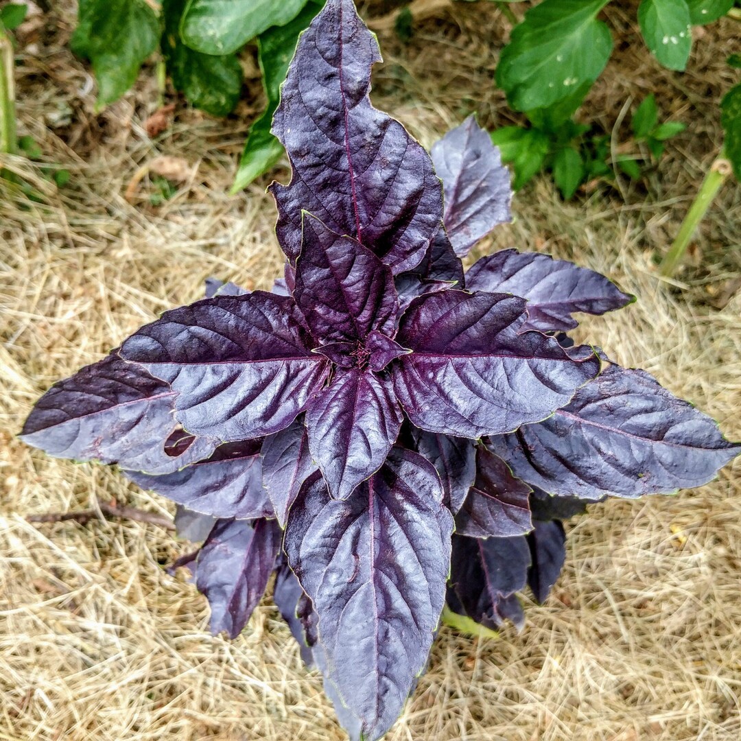 250 Dark Opal Basil Seeds | Ocimum Basilicum | Purple Leaf Culinary ...