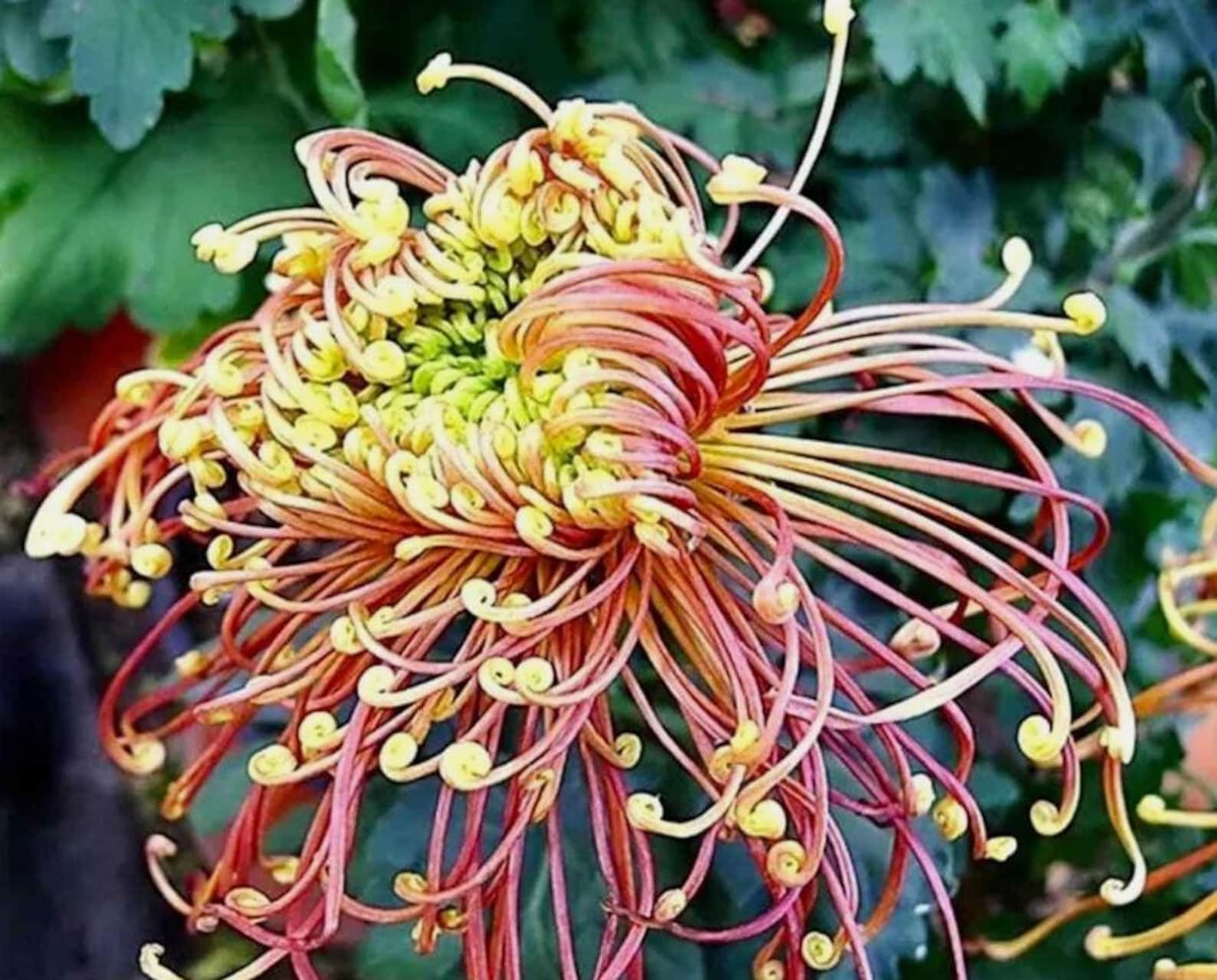 Japanese Spider Chrysanthemum Seeds • 10 Exotic Blooms • Unique ...
