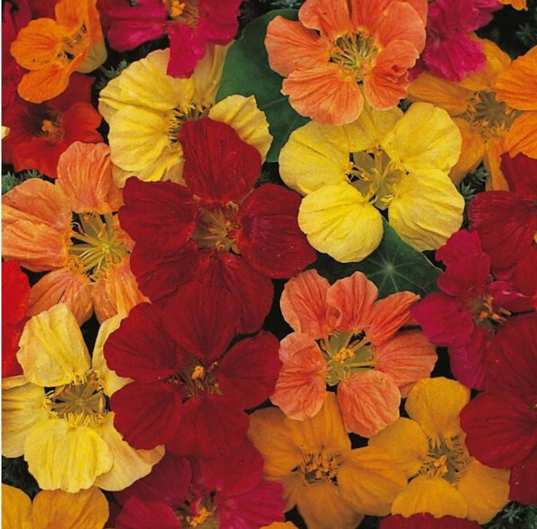 Tom Thumb Nasturtium Seeds • Dwarf Variety, Colorful Summer Blooms - Etsy