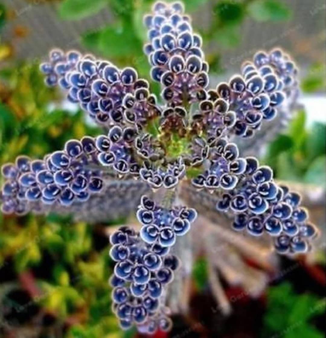 25 Dark Blue Kalanchoe Seeds • Rare Succulent Flower • Indoor/outdoor ...